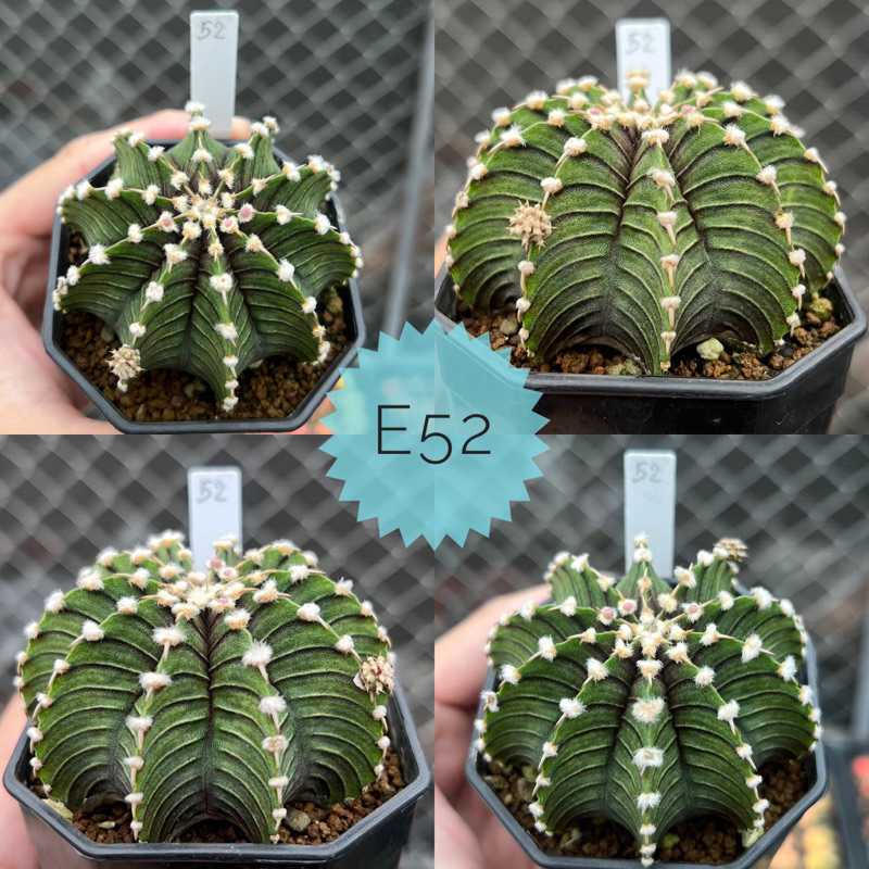 LB2178 ไซด์แม่พันธุ์ ขนาด 6 ซม ทุกต้น LBแท้ แอลบี2178 2178 LB2178แท้ | Shopee Thailand