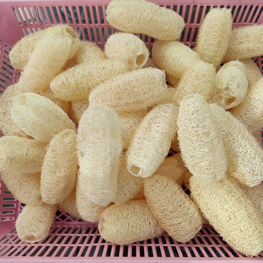 [ 5 ลูกเล็ก ] ใยบวบขัดผิว ยาว 3 นิ้ว บวบธรรมชาติ Small Loofah Sponge L ...