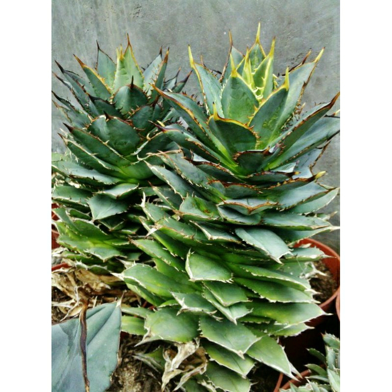 Agave Titanota Tower of barbel อากาเว่ ติตาโนต้า ทาวเวอร์ | Shopee Thailand