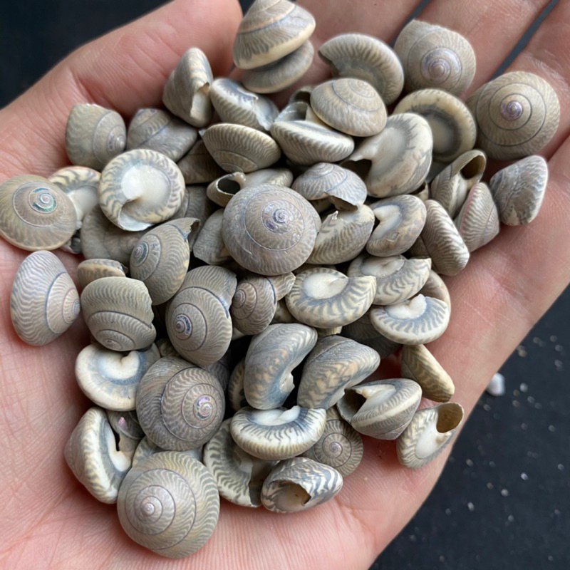 หอยทากหอคอยแบนขนาดใหญ่ DA PING LUO 50g เหมาะสำหรับตกแต่งบ้านและงานฝีมือ ...