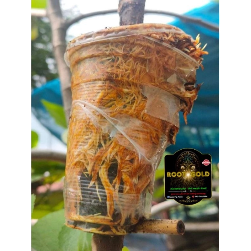 ฮอร์โมนเร่งราก รูทโกลด์💥 Root Gold 💥 | Shopee Thailand