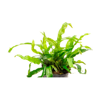 [APC] Microsorum pteropus narrow mini (เฟิร์นรากดำใบแคบมินิ) [ไม้น้ำ ...