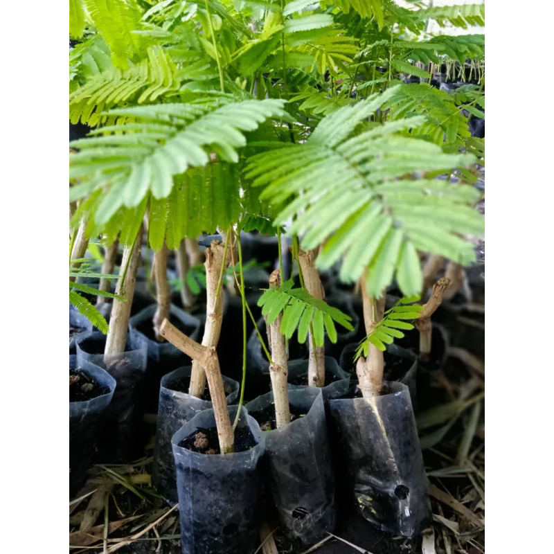 ต้นชะอมไร้หนาม1ชุด10ต้นปักชำ หรือหนามน้อยนิยม🪴ตัดยอดทานขายสร้างรายได้ ...