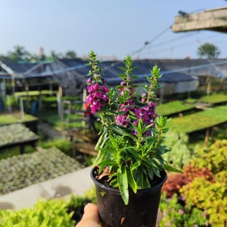 ต้น forget me not (ฟอร์เก็ทมีน็อต) คละสี ขนาด 3 นิ้ว | Shopee Thailand
