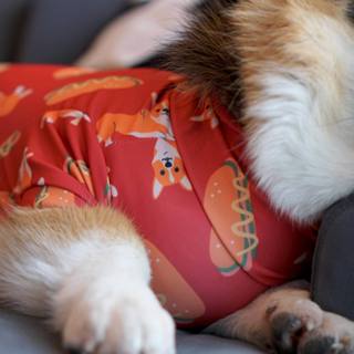 ชุดกันขนร่วง ชุดเก็บขน สำหรับ Corgi กันขนร่วงคอร์กี้ | Clawset.bkk | Shopee Thailand