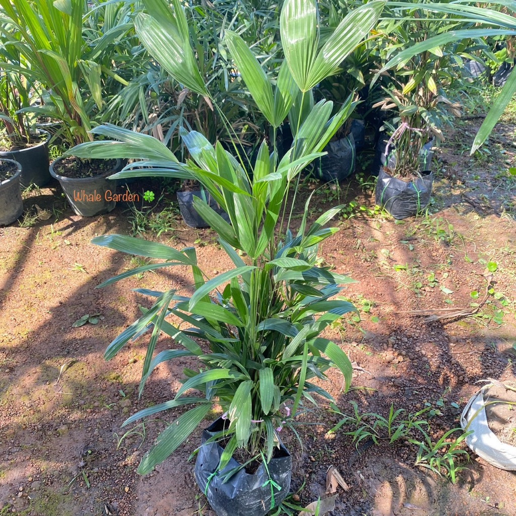 ต้นจั๋ง แคระ จั๋งญี่ปุ่น (Bamboo palm) ไม้ฟอกอากาศ ปลูกในห้องได้ (รับ ...