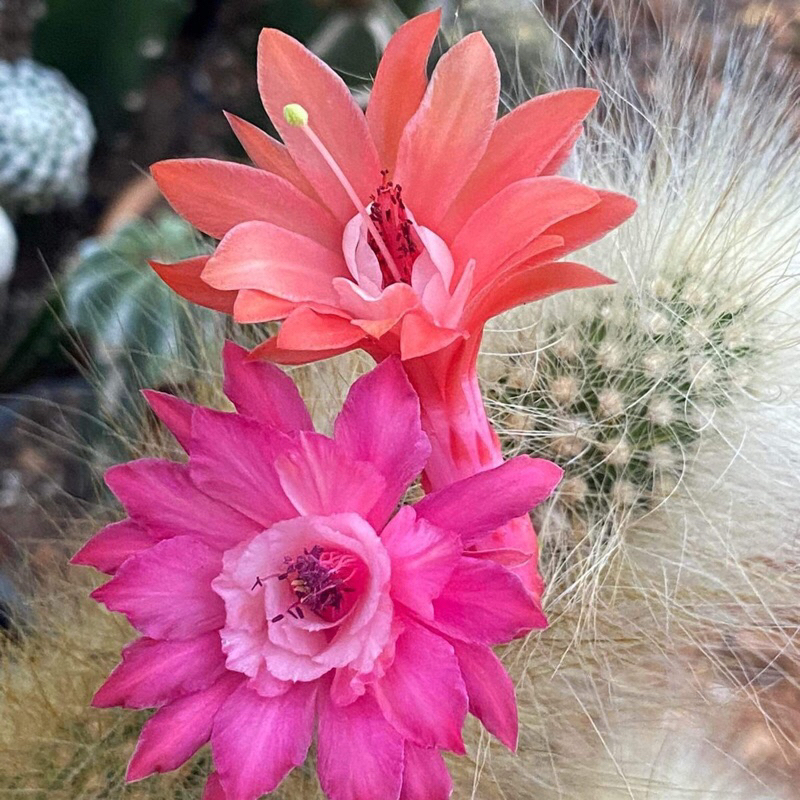 หางลิง แคคตัส กระถาง 2 นิ้ว | Shopee Thailand