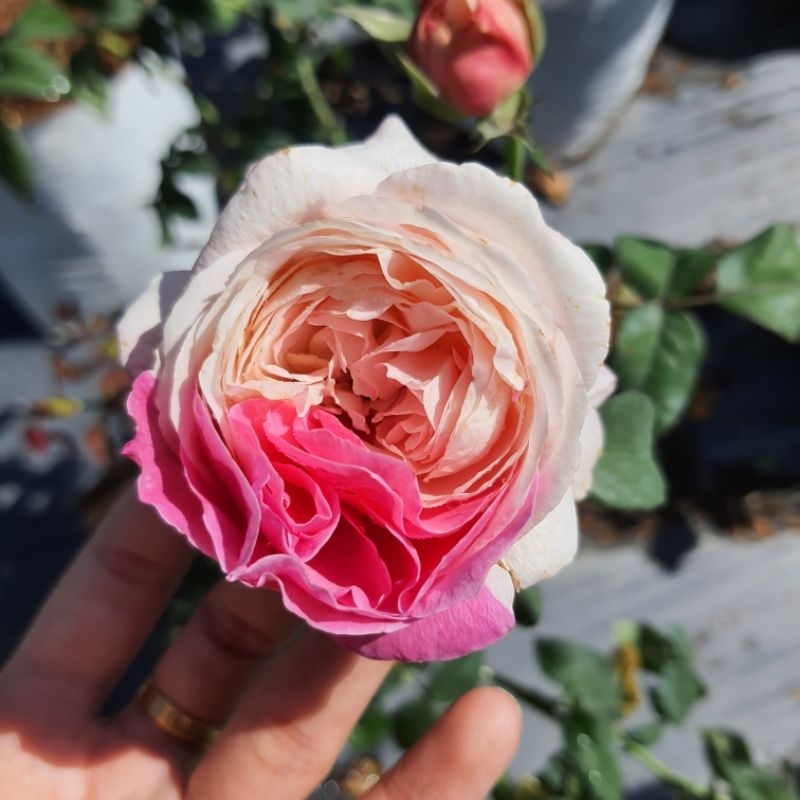 Tamaki-misola กุหลาบญี่ปุ่น ทรงพุ่ม ดอกขนาดกลางถึงใหญ่ เลี้ยงง่าย ออก ...