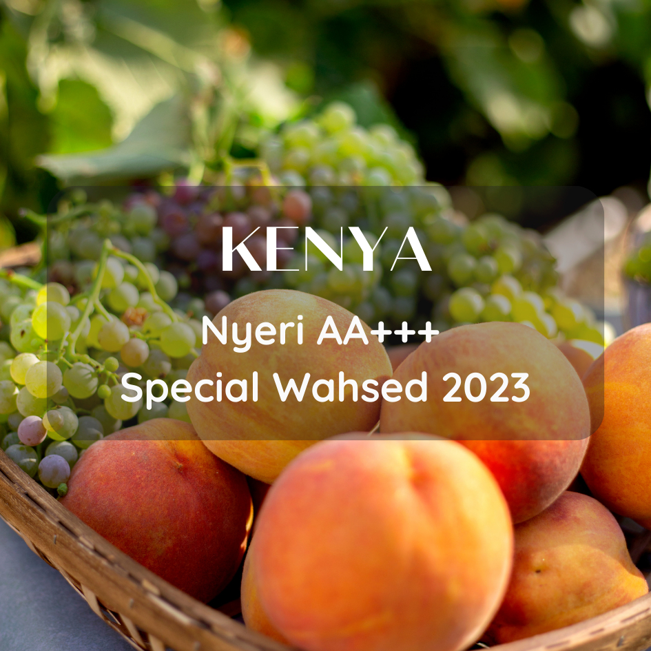 สารเมล็ดกาแฟ 87+ Kenya Nyeri AA+++ Special Washed 2023 1000g | Shopee ...