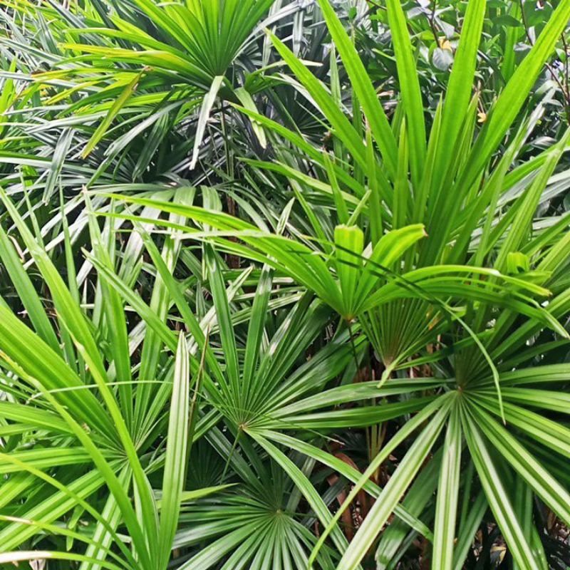 ต้นจั๋ง จั๋งไทย ขายเป็นหน่อ ติดใบ 2-3 ใบ มีรากทุกหน่อ | Shopee Thailand