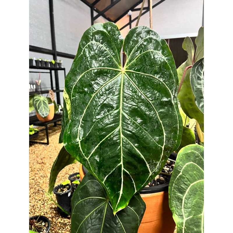 Anthurium Forgetii x (Black Velvet x Crystallinum) | Shopee Thailand