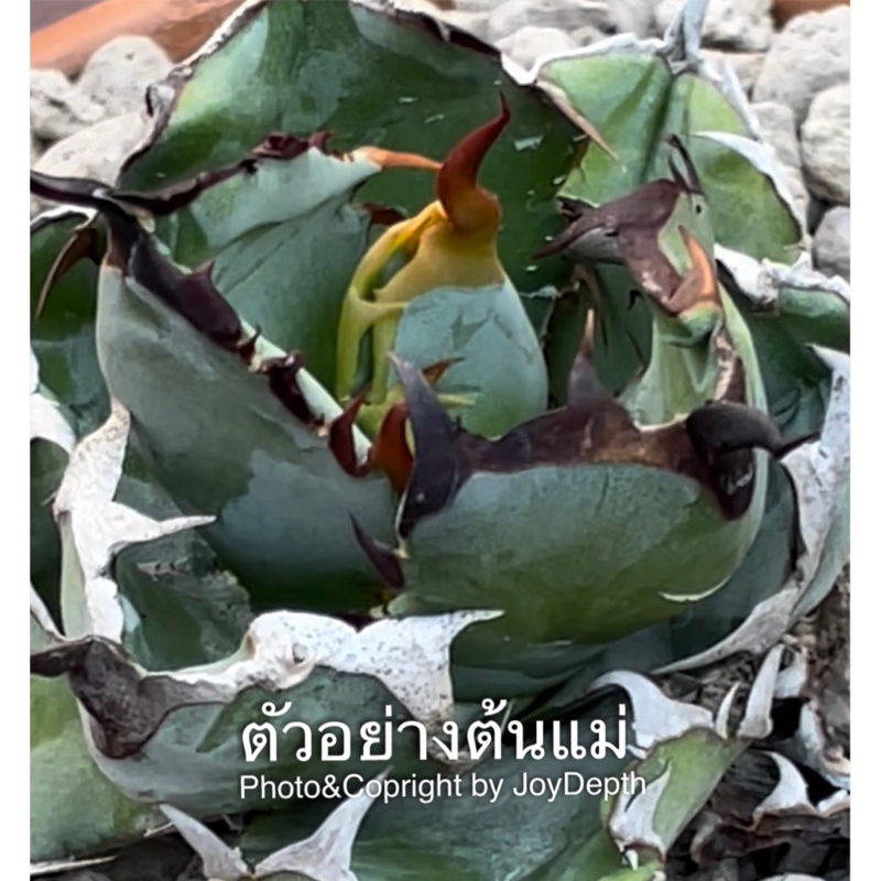 Agave Titanota Blue Ball / Black & Blue 300-550฿ | Shopee Thailand