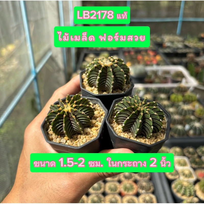 LB2178 ไม้เมล็ดแท้ คัดฟอร์มมาแล้ว ในกระถาง 2 นิ้ว *ลงขายครั้งแรกครับ* | Shopee Thailand