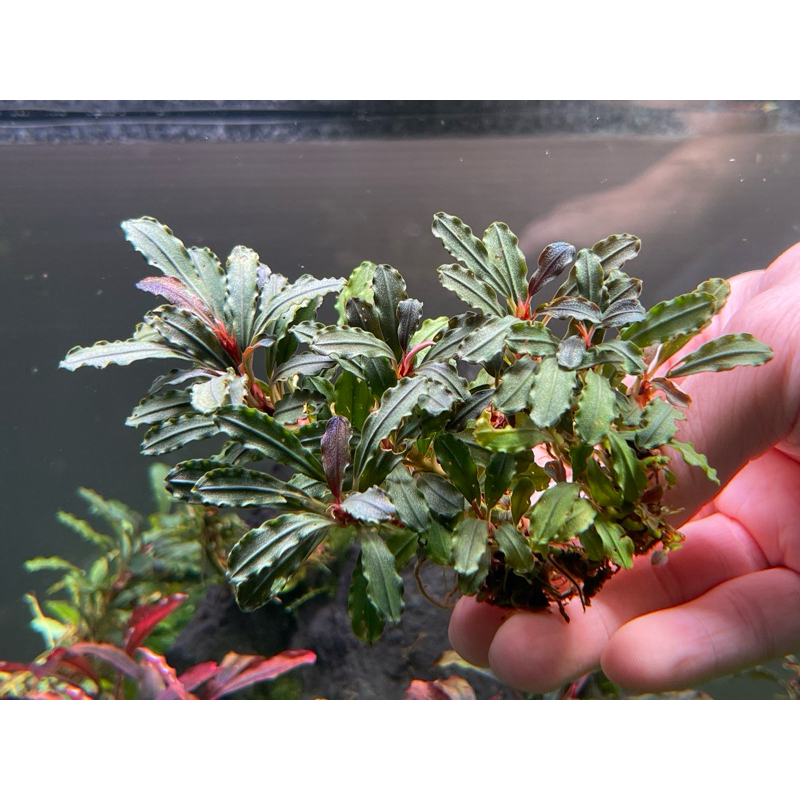Bucephalandra “Velvet red” | Shopee Thailand