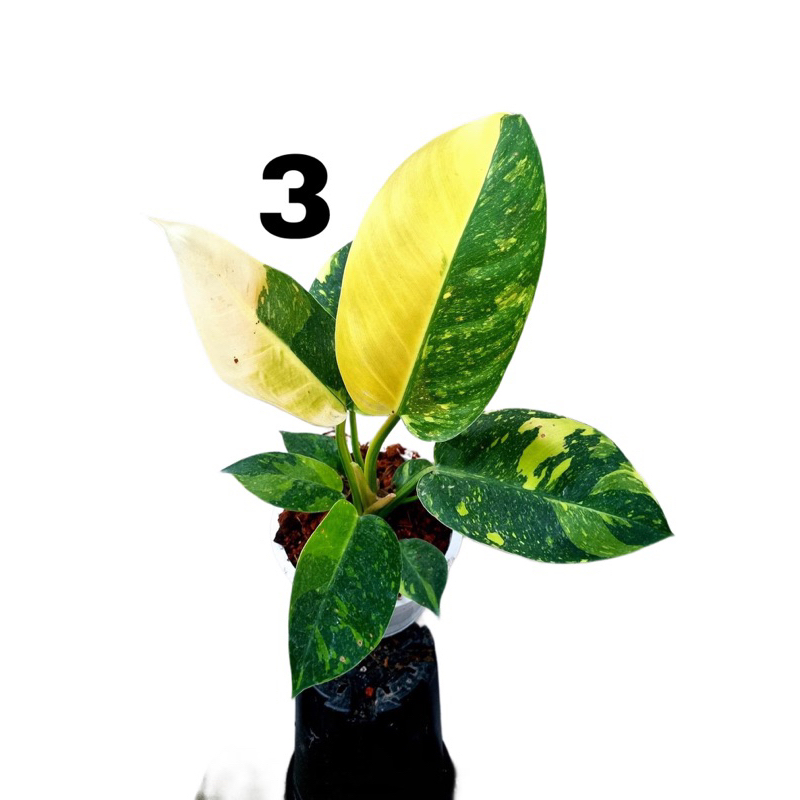 ต้น philo green congo var | Shopee Thailand