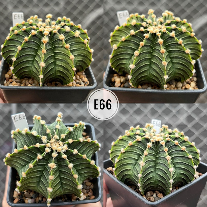 LB2178 ไซด์แม่พันธุ์ ขนาด 6 ซม ทุกต้น LBแท้ แอลบี2178 2178 LB2178แท้ | Shopee Thailand