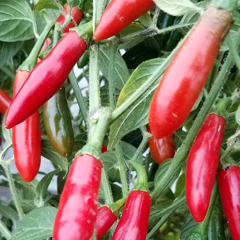 Red Serrano Pepper Seed Pack (5) - เมล็ดพริกร้อนระดับพรีเมี่ยมสำหรับการทำสวนที่มีรสชาติ ของขวัญ ...