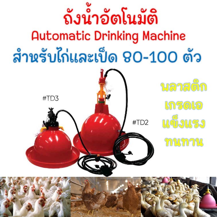 ถังน้ำไก่อัตโนมัติ ท็อป TOP-TD3 สายน้ำยาว 3 เมตร สำหรับไก่ไข่ ไก่เนื้อ ...