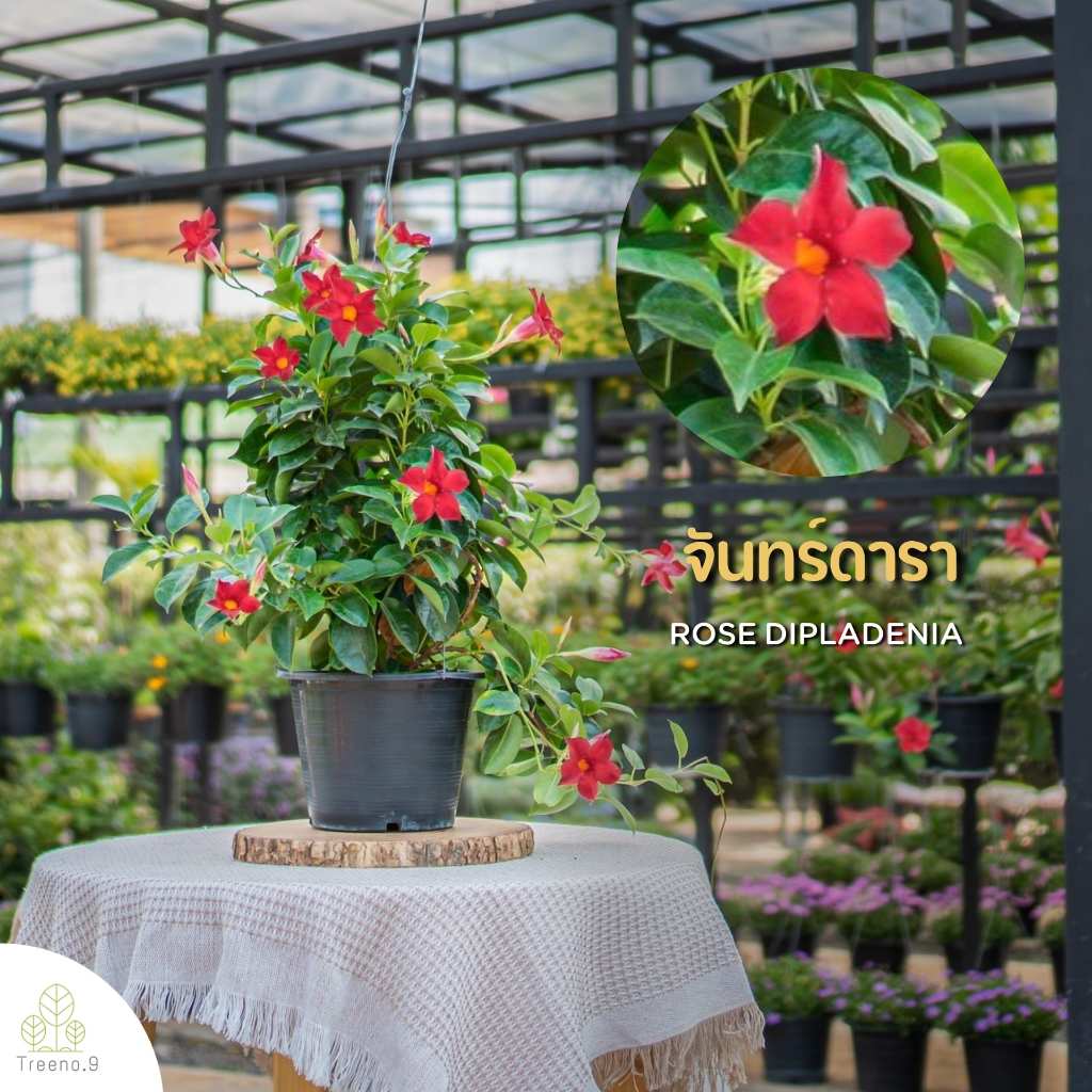 Treeno.9 T466 จันทร์ดารา สีแดง (Rose Dipladenia) กระถางแขวน 8 นิ้ว ...