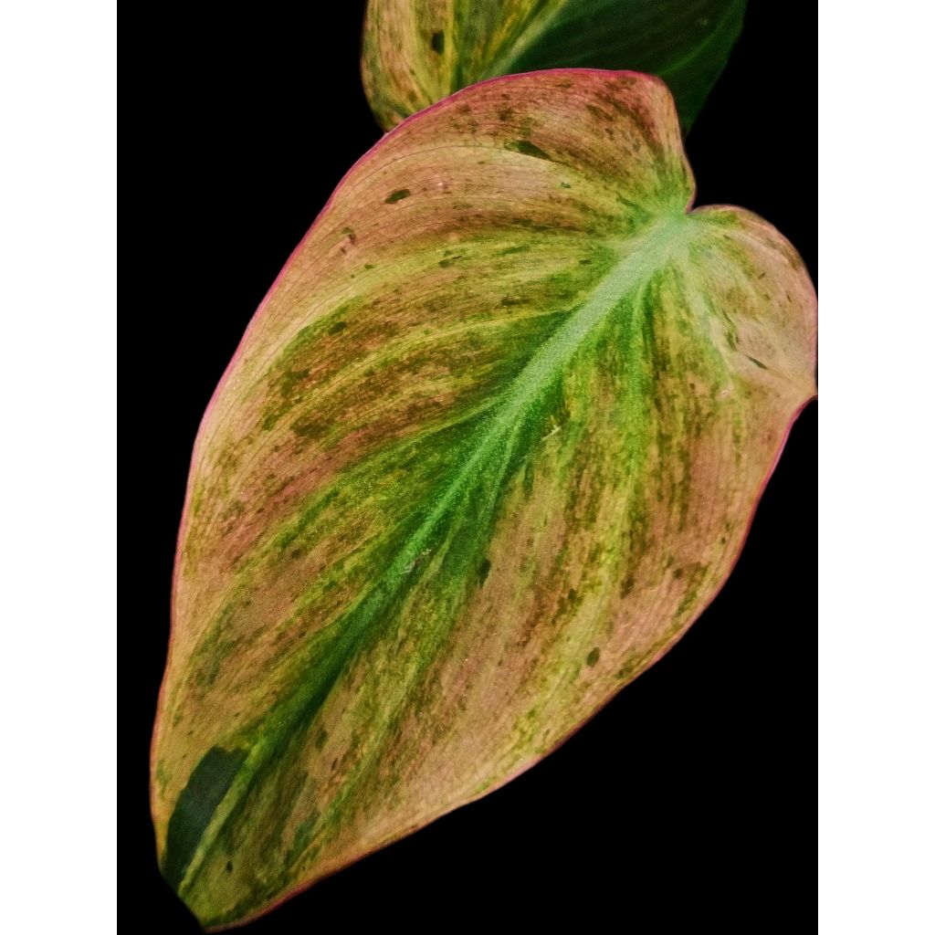 พลูสนิมด่างมินท์วางข้อ 1ใบด่างมินท์ philodendron micans mint variegated ...