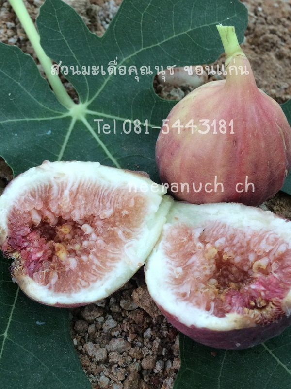 ต้นมะเดื่อฝรั่ง บีทีเอ็ม6(ญี่ปุ่น) ดกมาก หวานหอม ส่งทั้งกระถาง 8”/btm6 figs tree 8”potted ...