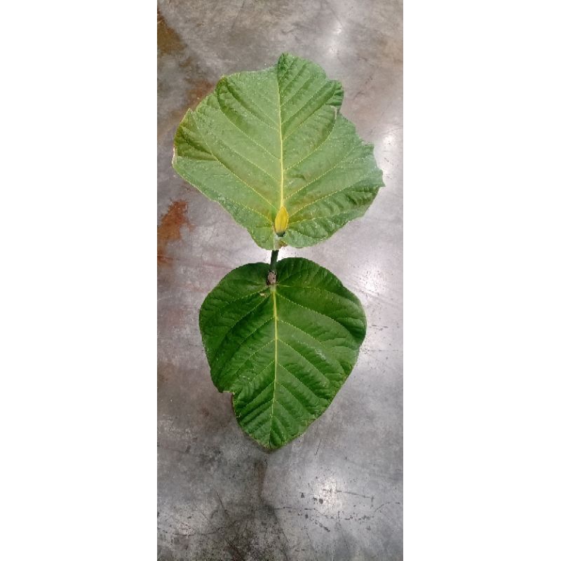 #coccolobarugosa coccoloba rugosa #องุ่นทะเลยักษ์หน้าย่น | Shopee Thailand