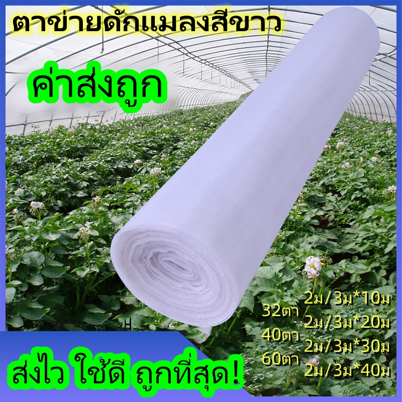 มุ้งขาว มุ้งกันแมลง ผัก มุ้งตั๊กแตน มุ้งขาว มุ้งขาวกันแมลง มุ้งกันแมลง ...