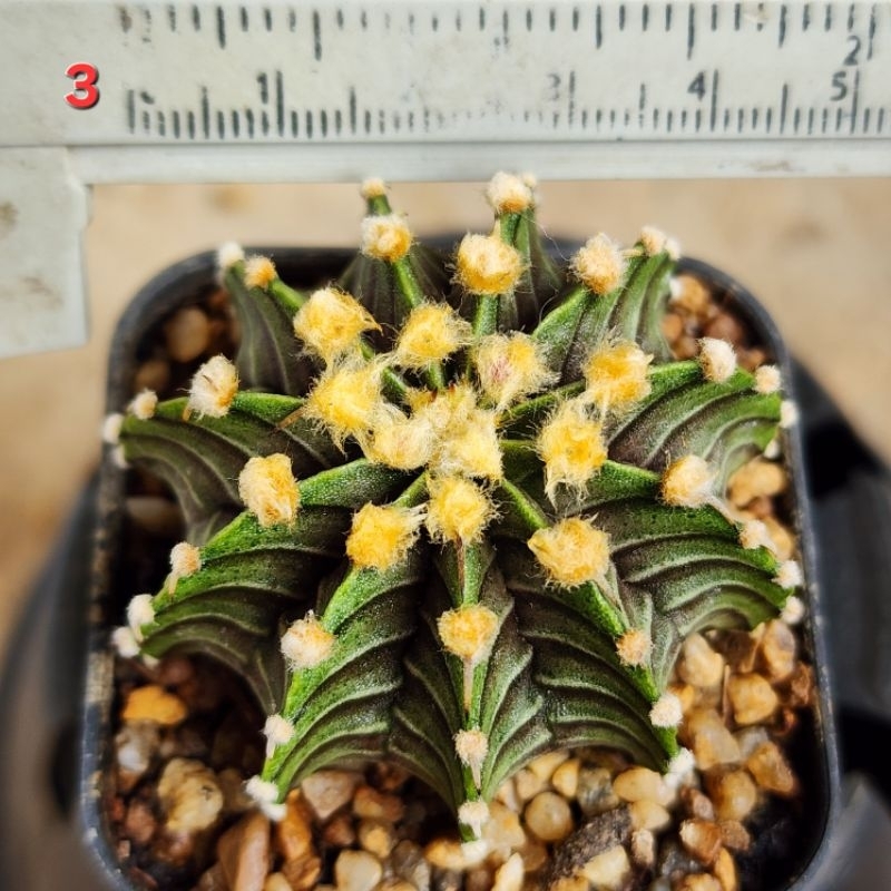 LB2178 ตัวแท้ คัดเฉพาะตัวสวยๆแรร์ๆมาเท่านั้น | Shopee Thailand