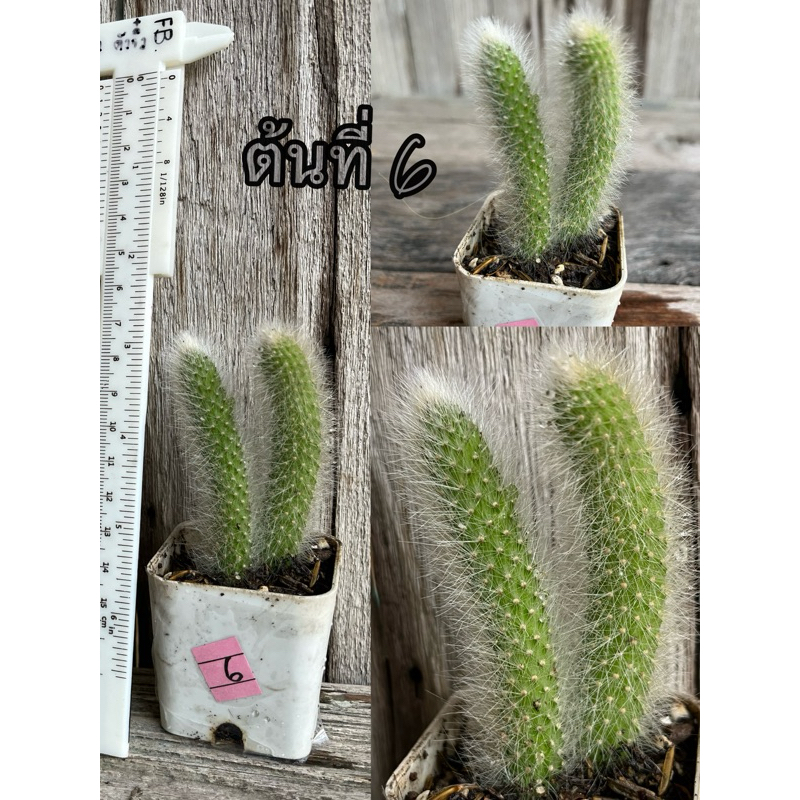 หางลิงขนฟู(เป็นไม้ราก)ทุกต้นแข็งแรงสมบูรณ์ | Shopee Thailand