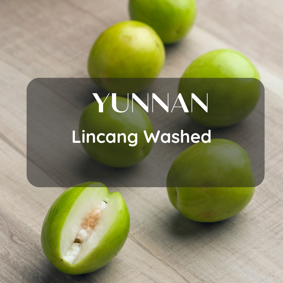 New Lot สารกาแฟ Yunnan Lincang Washed Process 1000g | Shopee Thailand