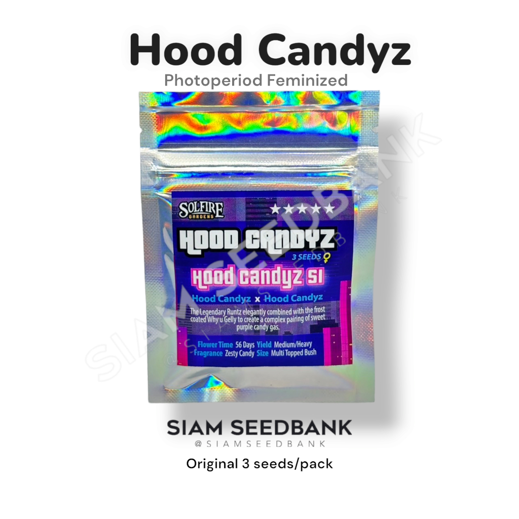 Solfire Seed #siam_seedbank | Shopee Thailand