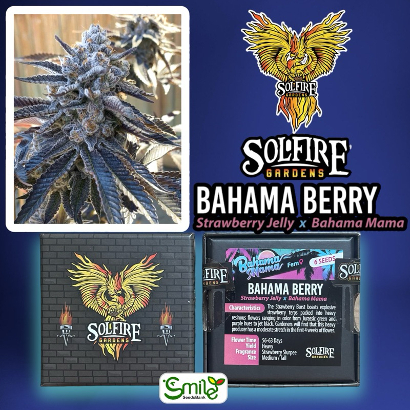 เมล็ดกัญชา Bahama Berry (Fem) ขายดี*- Solfire Gardens | Shopee Thailand