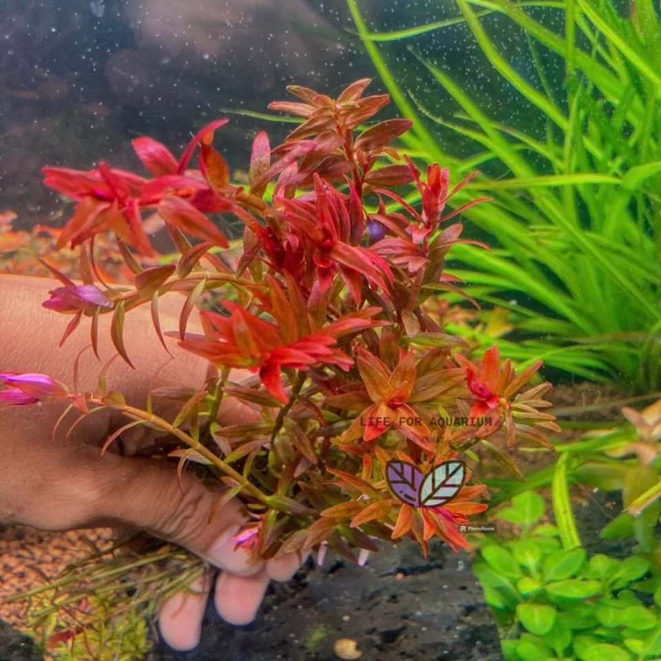 Rotala Rotundifolia sp Blood Red (SG) ไม้ข้อแดง ระดับกลางตู้ เลี้ยงง่าย ...