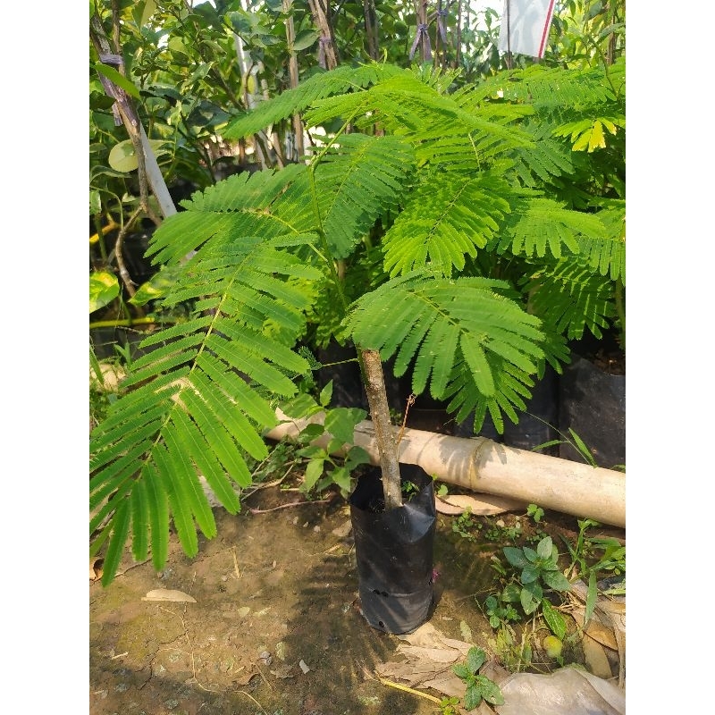 ชะอม ต้นพันธุ์ ชะอมสวยๆ ใบเยอะ | Shopee Thailand