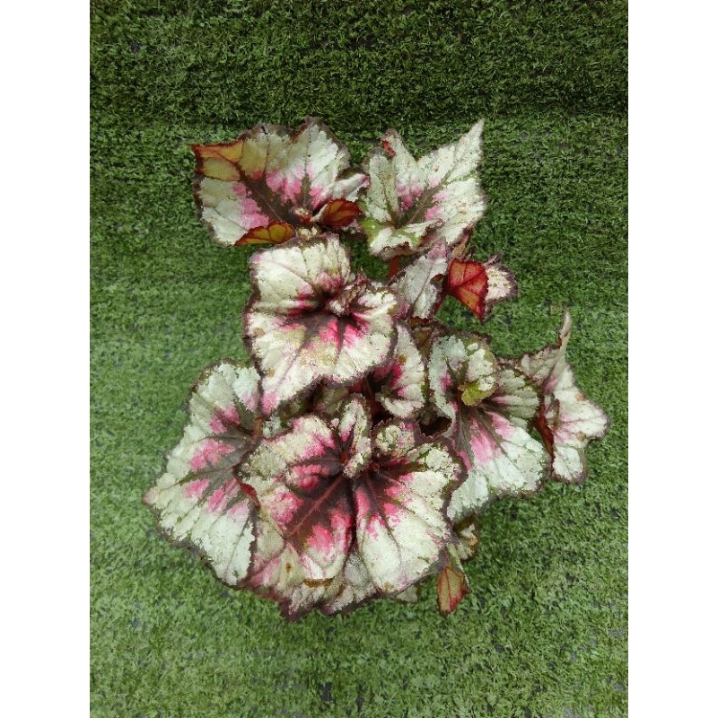 ต้นบีโกเนีย"Harmony's Peppermint Twist" [Begonia "Harmony's Peppermint ...