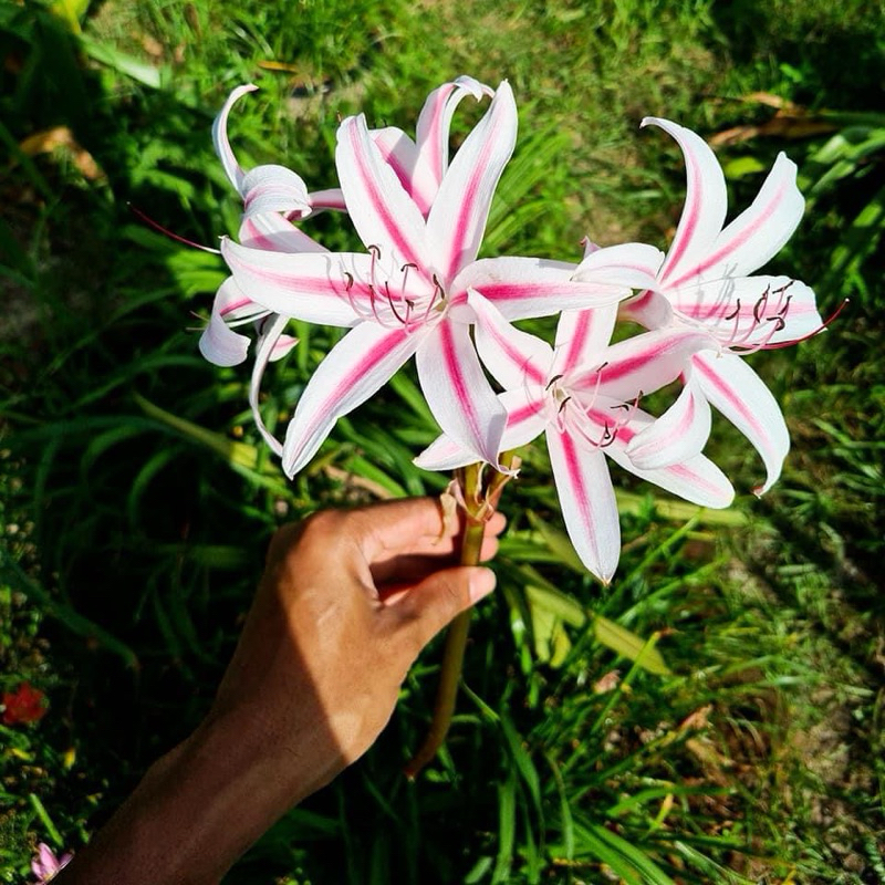 พลับพลึงมาแชล crinum marchell พลับพลึงลูกผสมจากต่างประเทศ | Shopee Thailand