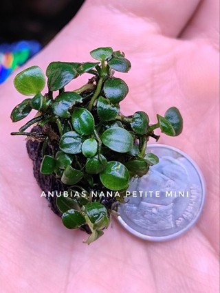 Anubias nana petite mini /mini coin ใบน้ำ100% และเนื้อเยื้อ | Shopee ...