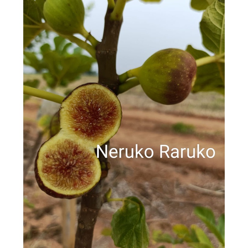 ต้น มะเดื่อฝรั่ง Neruko Raruko / Bourjasotte Grise / Violet Sepor ต้น ...