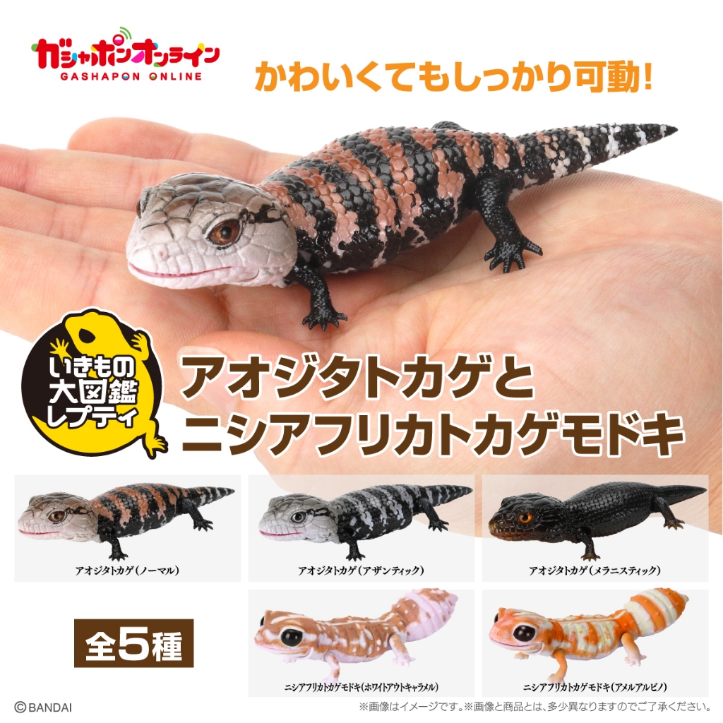 เหมา Bandai Gashapon Blue-tongued Skink Fat Tailed Gecko ตุ๊กแก กาชาปอง ...