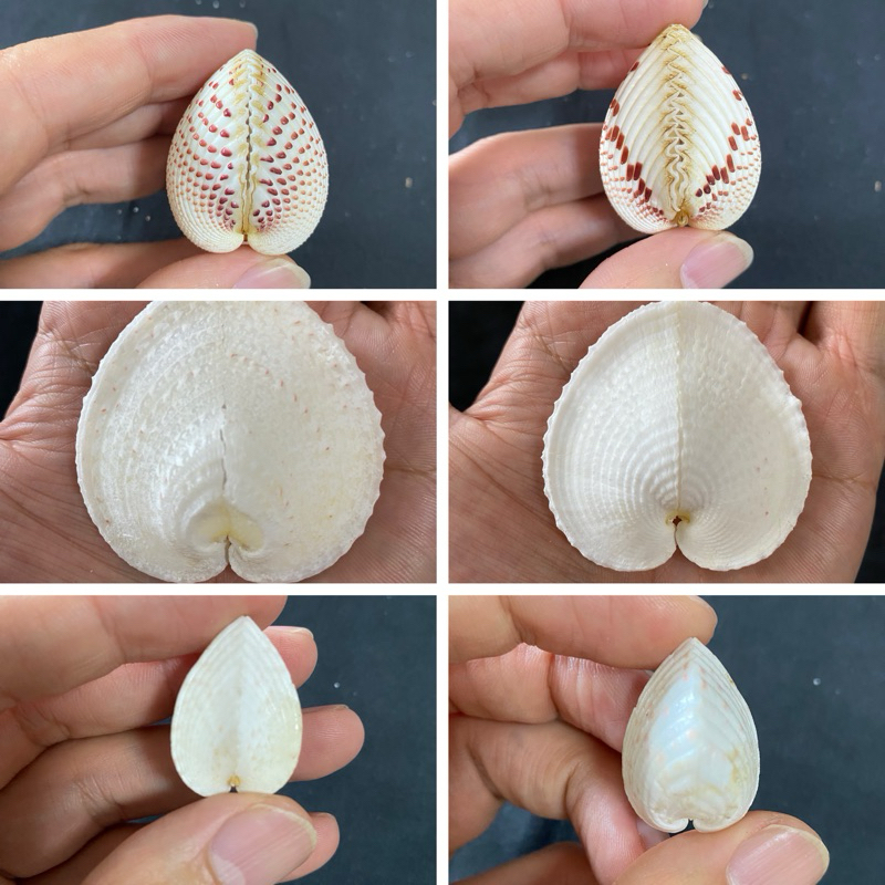 หอยลายรูปหัวใจ Pink Spotted Heart Clam shell | Shopee Thailand