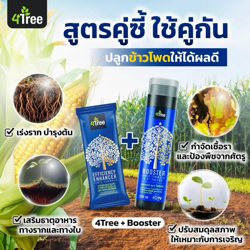 4Tree โฟร์ทรี + Booster บูสเตอร์ ข้าว โพดใหญ่ เมล็ดเต็ม ฝัก พลัง x4 ไคโตซานประสิทธิภาพสูง ...