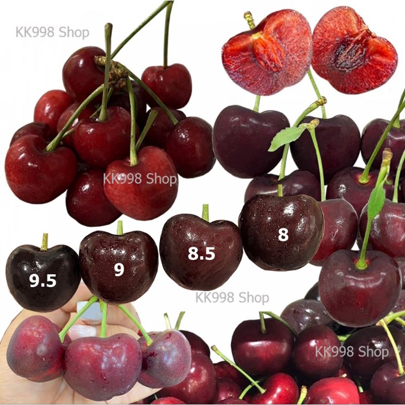 เชอร์รี่แดง พันธุ์อเมริกา Premium น้ำหนักรวมลัง 1-5 KG จัดส่งด้วยรถห้องเย็น คละเบอร์ 8-9.5 หวาน ...