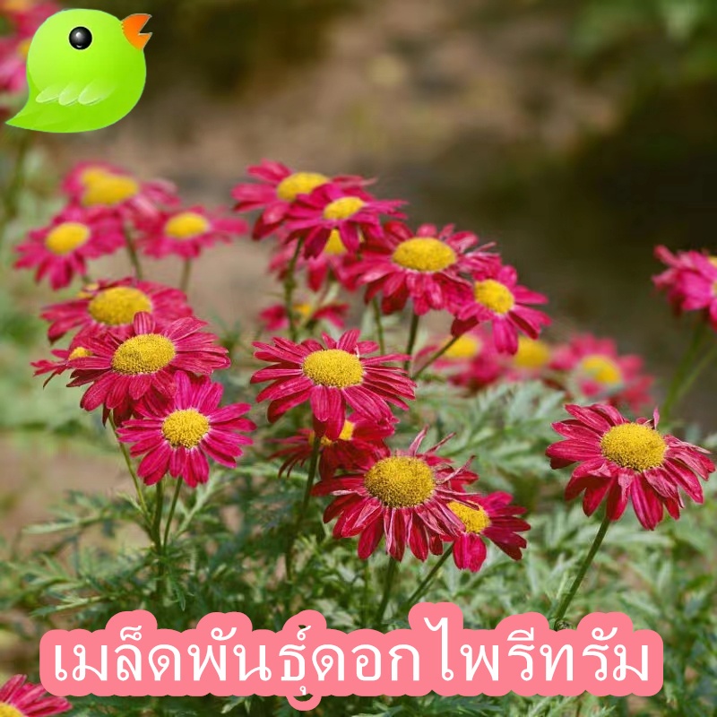 เมล็ดพันธุ์ ไพรีทรัม คละสี 100 เมล็ด ดอกไม้ไล่แมลง Mixed Pyrethrum ...