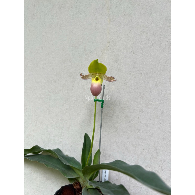 paph primulinum var alba x Paph. Pinocchio | Shopee Thailand