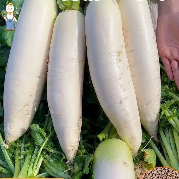 50 เมล็ด (Japanese Minowase Daikon Radish Seed) หัวไชเท้า การงอกอย่าง ...