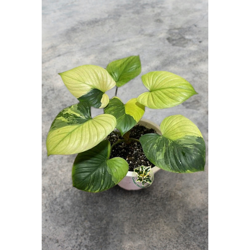 Homalomena Rubescens Mint Variegated เสน่ห์จันทร์บุษราคัมมิ้นท์ด่าง ...