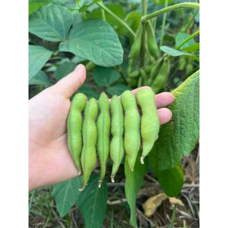 ถั่วแระญี่ปุ่นฝักสด3กก.คัดมือเต่งทุกฝัก | Shopee Thailand
