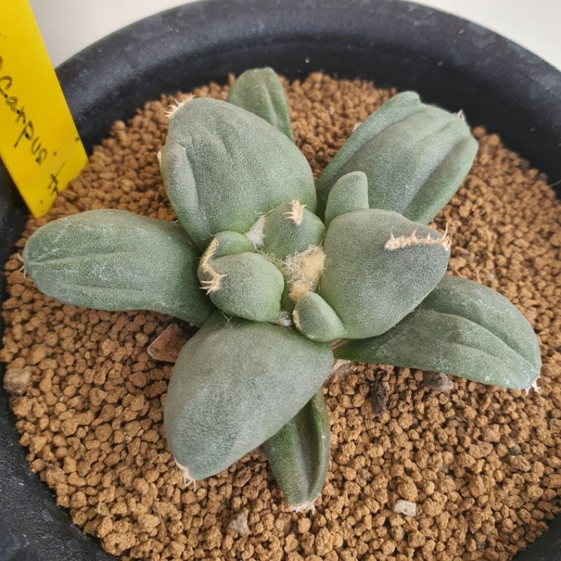 Ariocarpus trifinger อริโอคาร์พัส ไตรฟิงเกอร์ ไม้เพาะเมล็ด | Shopee ...