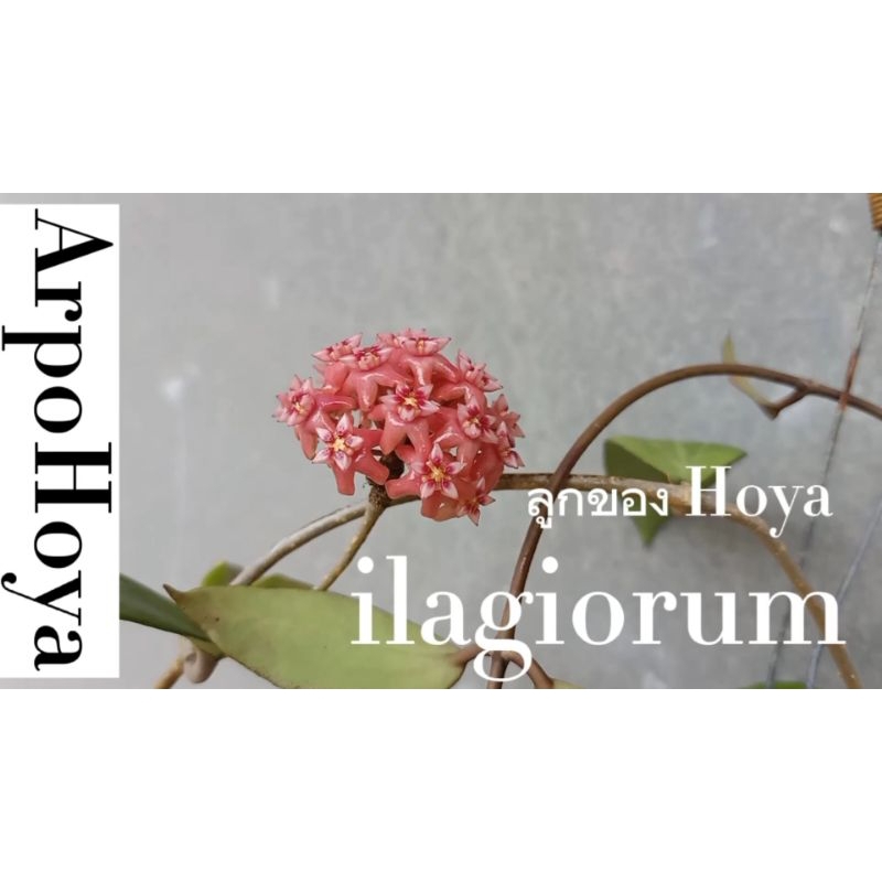 กิ่งโฮย่า ตัดสด อัพเดท 13/10/66 Hoya carnosa freckles splash australis patricia | Shopee Thailand