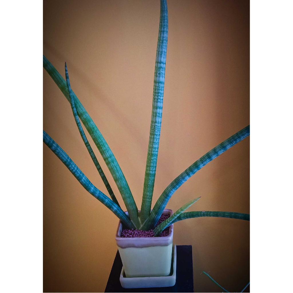 ชื่อสามัญ Elephant Tusks Plant, with roots (plant pot and soil not ...